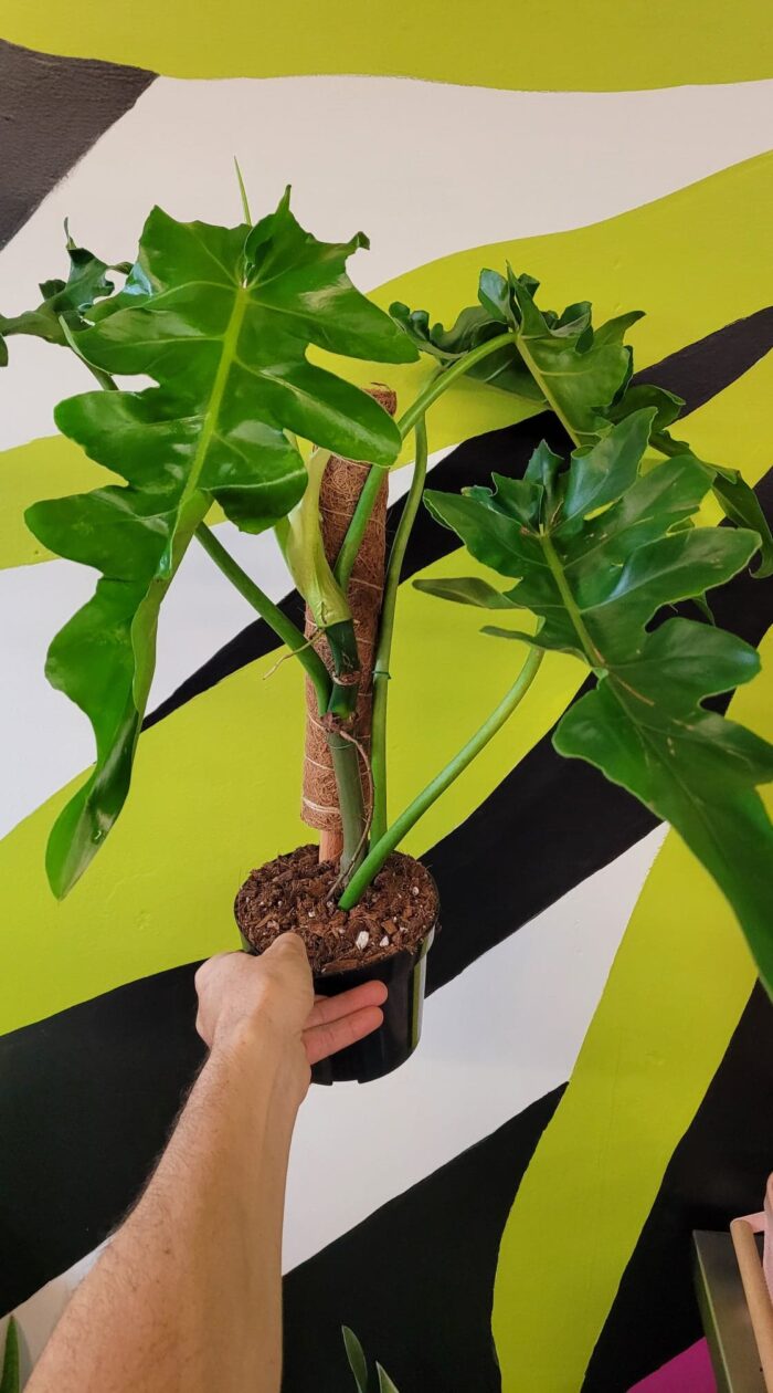 Philodendron Bob Cee - The Curious Plantaholic