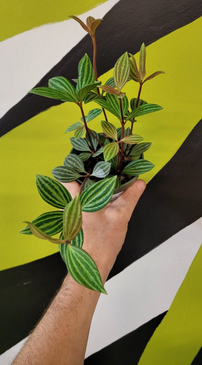 Peperomia Puteolata - The Curious Plantaholic