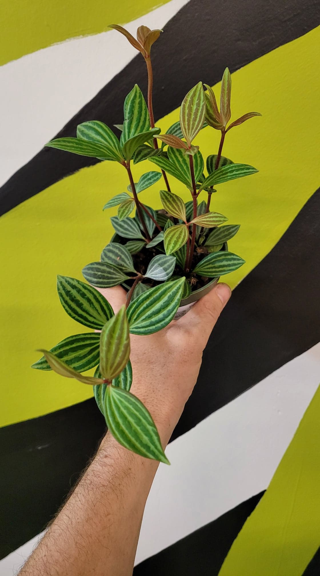 Peperomia Puteolata - The Curious Plantaholic