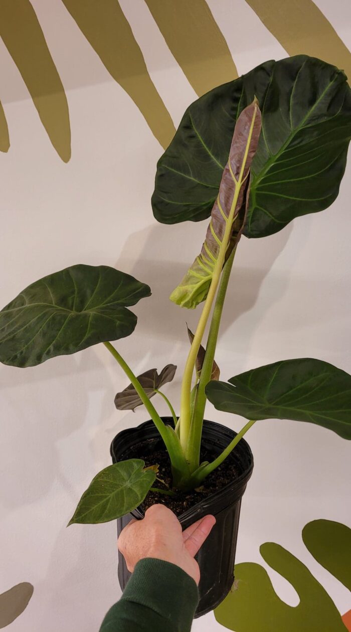 Alocasia Regal Shield - The Curious Plantaholic