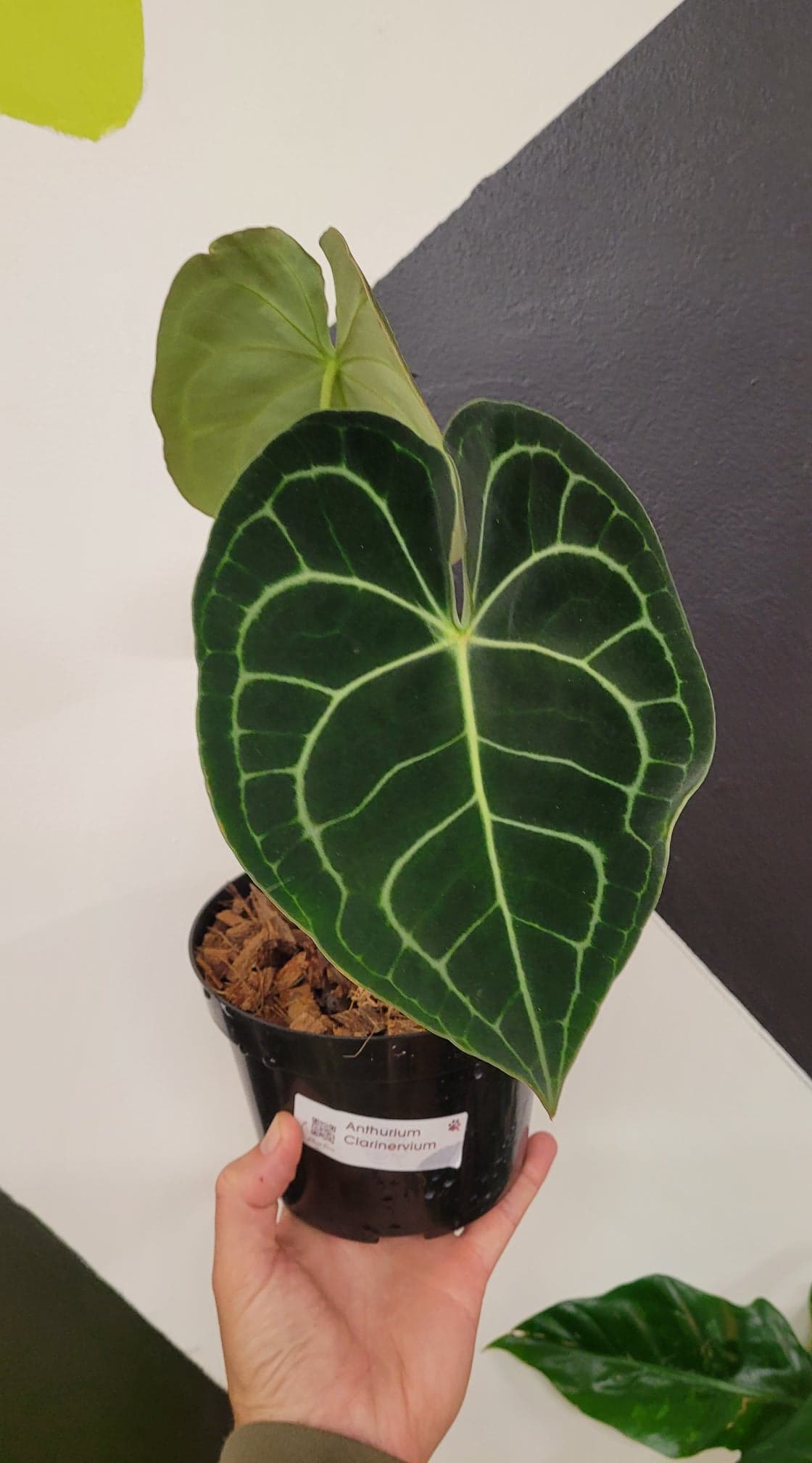 Anthurium Clarinervium - The Curious Plantaholic
