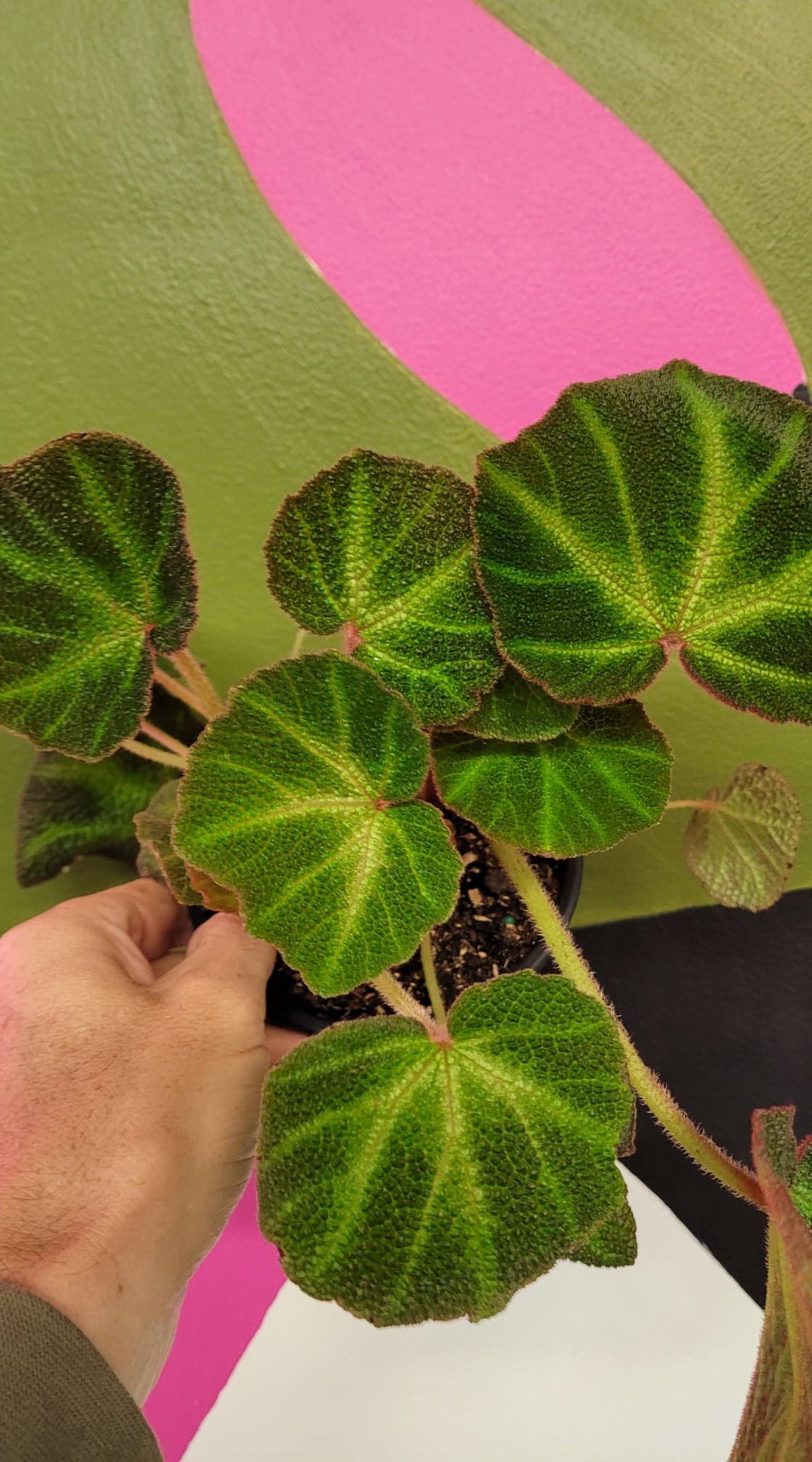 Begonia Soli Mutata - The Curious Plantaholic