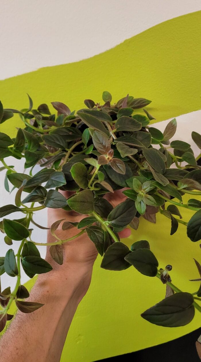Columnea Chocolate Soldier - The Curious Plantaholic