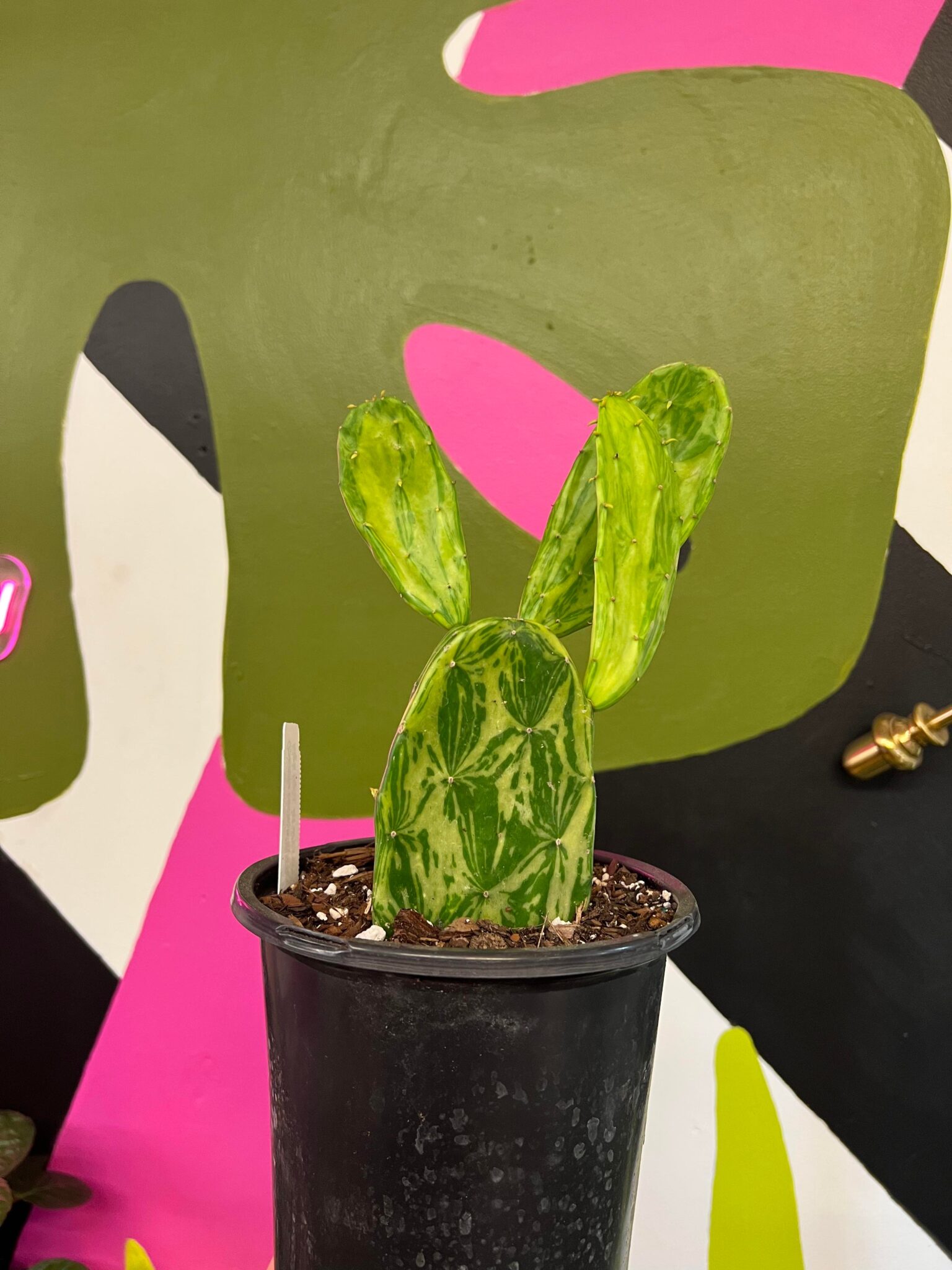 Opuntia Variegated Cactus - The Curious Plantaholic