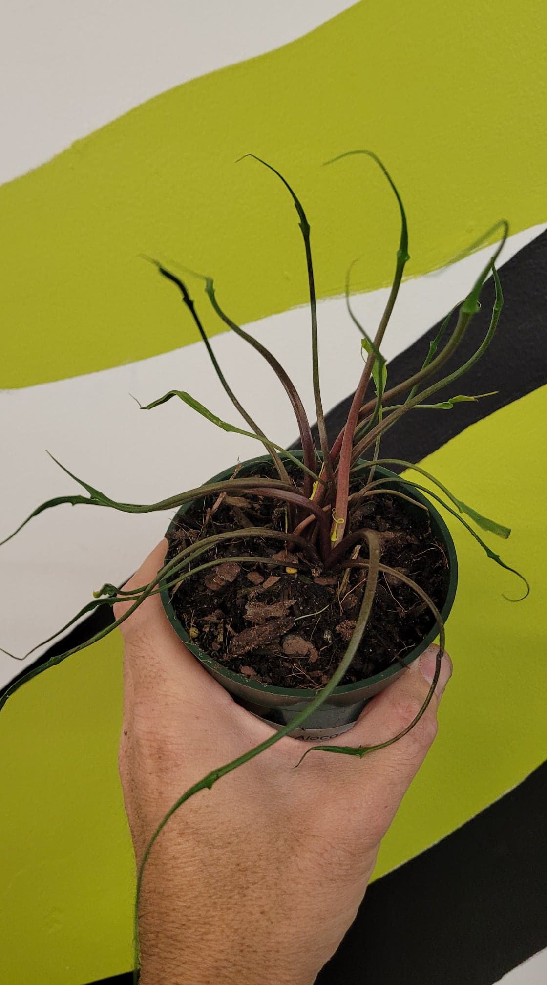 Alocasia Flying Squid - The Curious Plantaholic