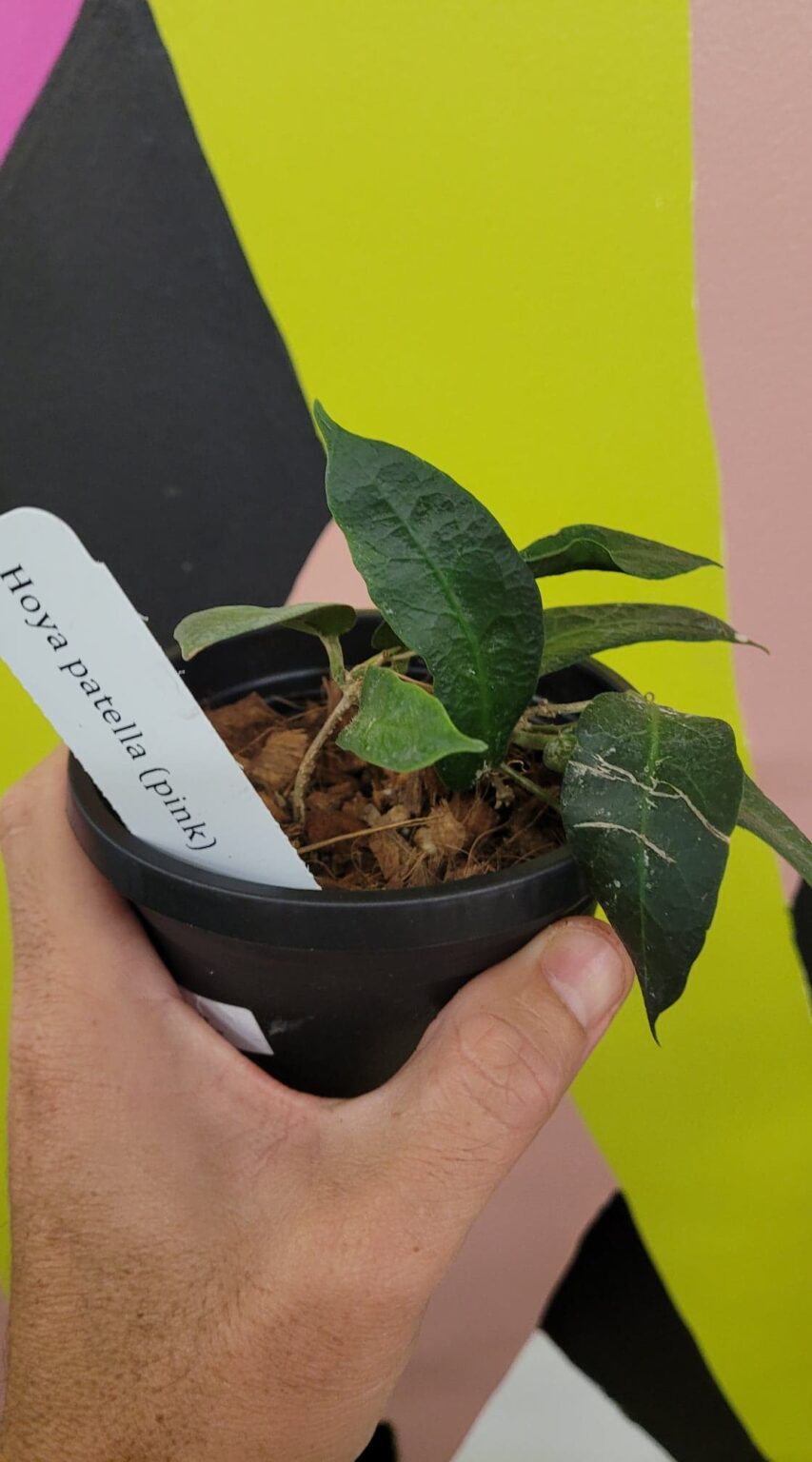 Hoya Patella Pink - The Curious Plantaholic