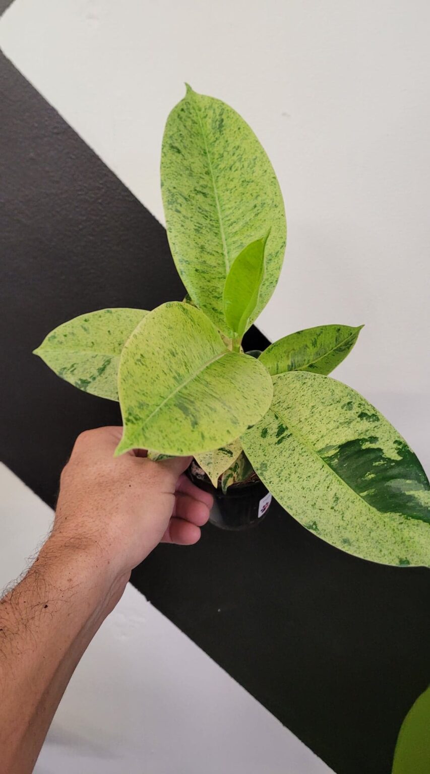 Ficus Shiveriana Moonshine - The Curious Plantaholic