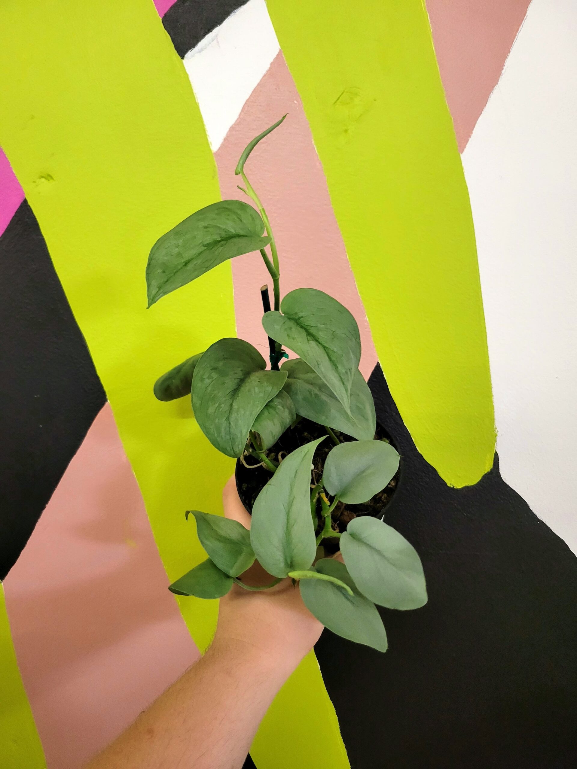 Scindapsus Lucens - The Curious Plantaholic