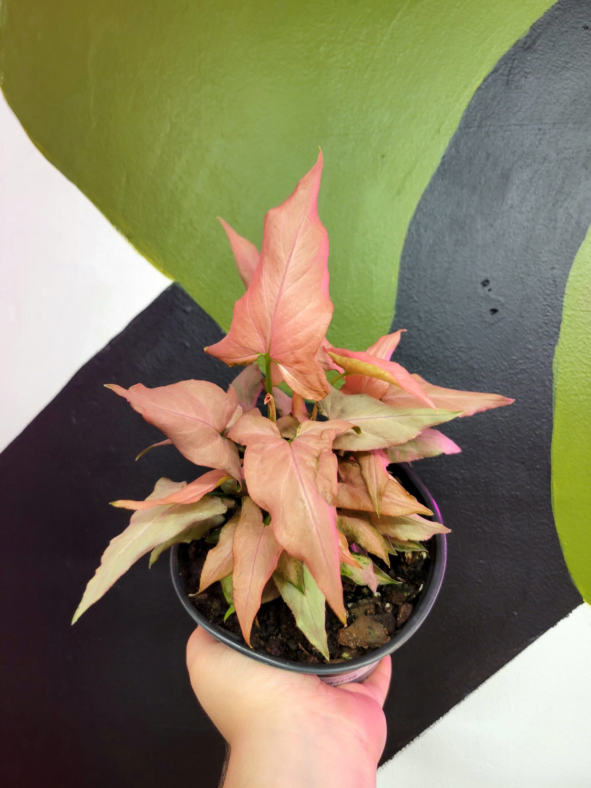 Syngonium Mickey - The Curious Plantaholic