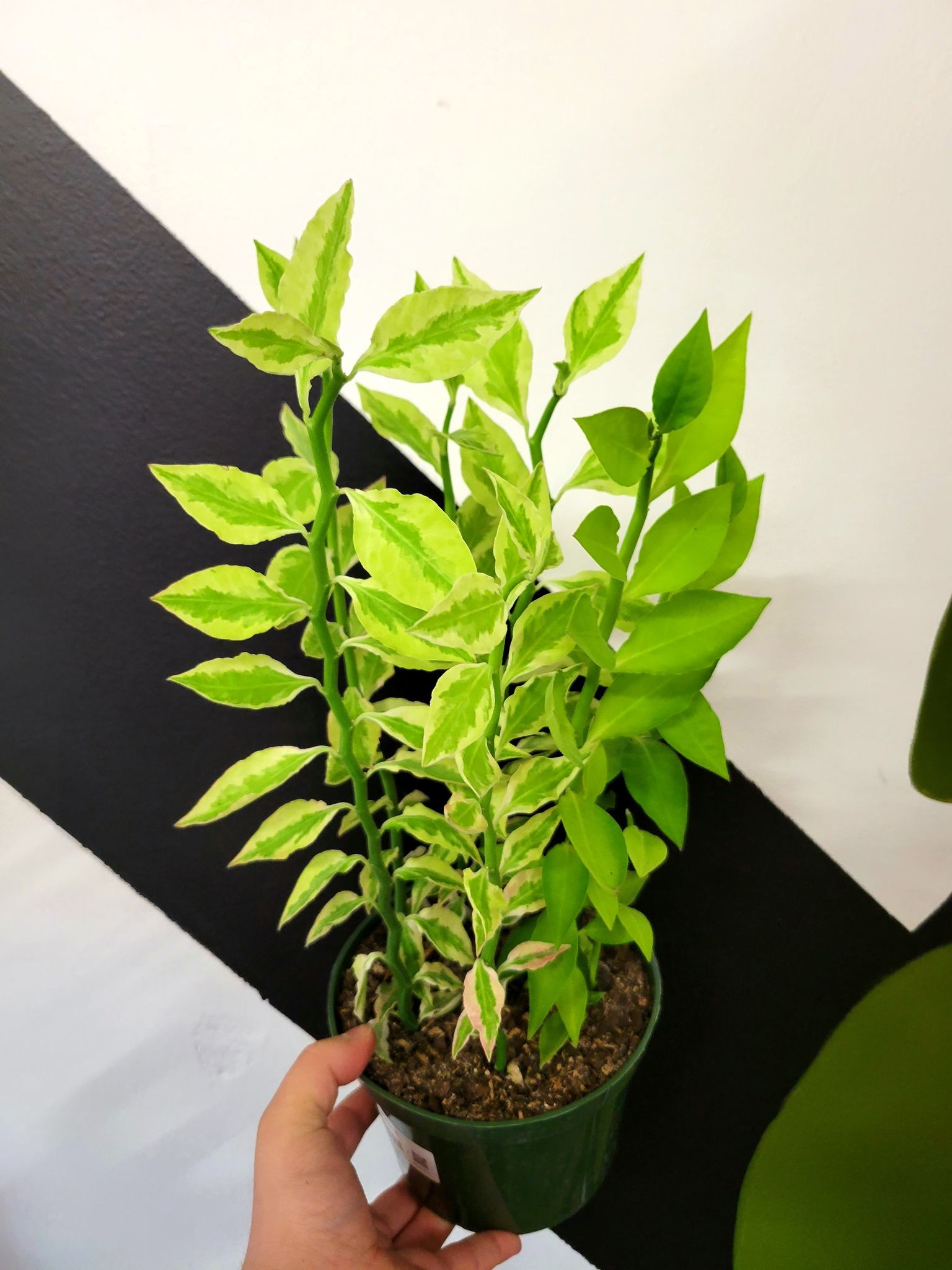 Devil s Backbone The Curious Plantaholic
