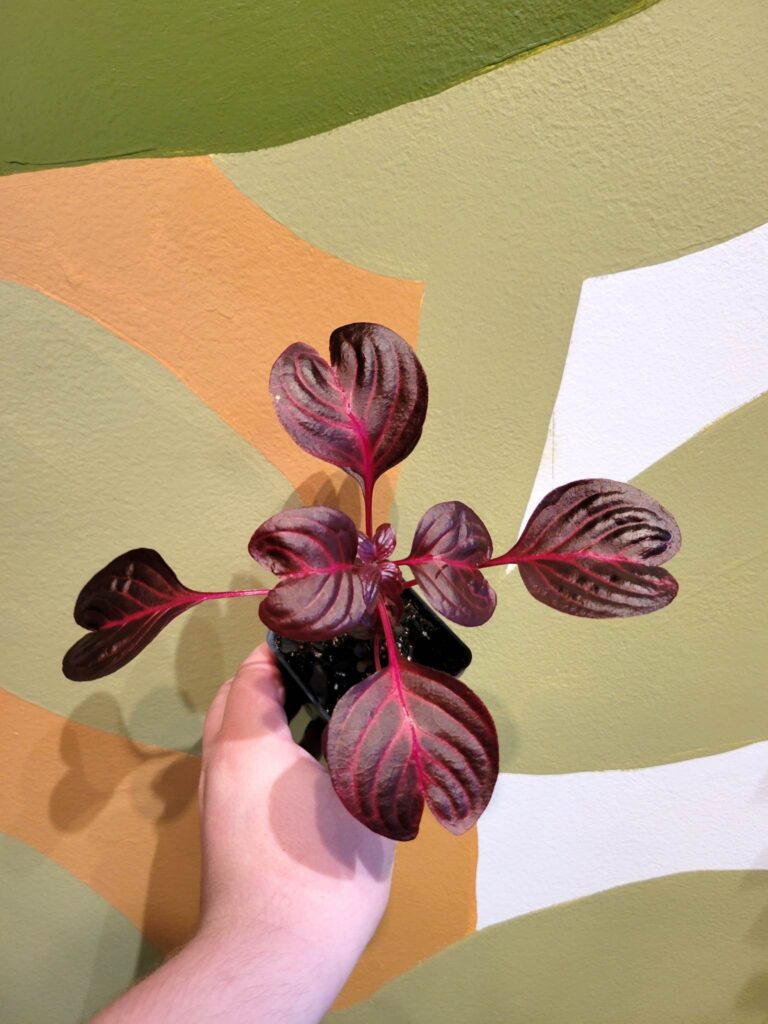 Iresine Herbstii Bloodleaf - The Curious Plantaholic