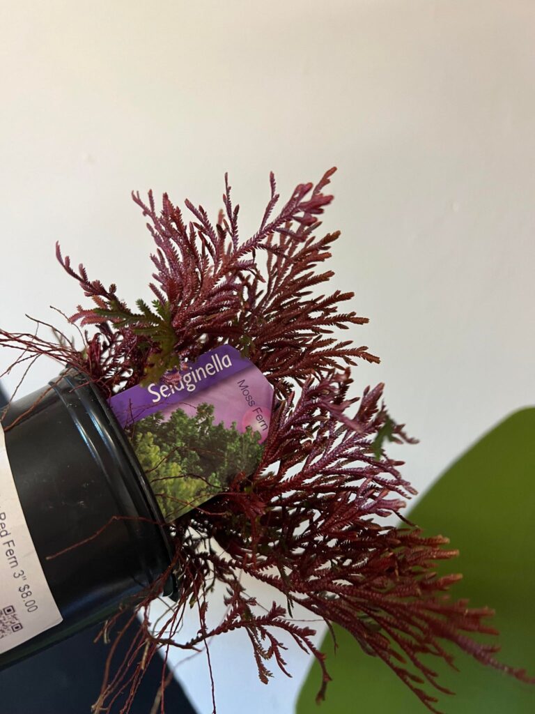 Selaginella Ruby Fern - The Curious Plantaholic