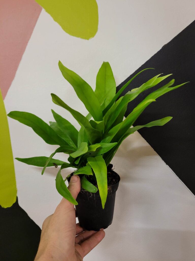 Green Flame Fern - The Curious Plantaholic