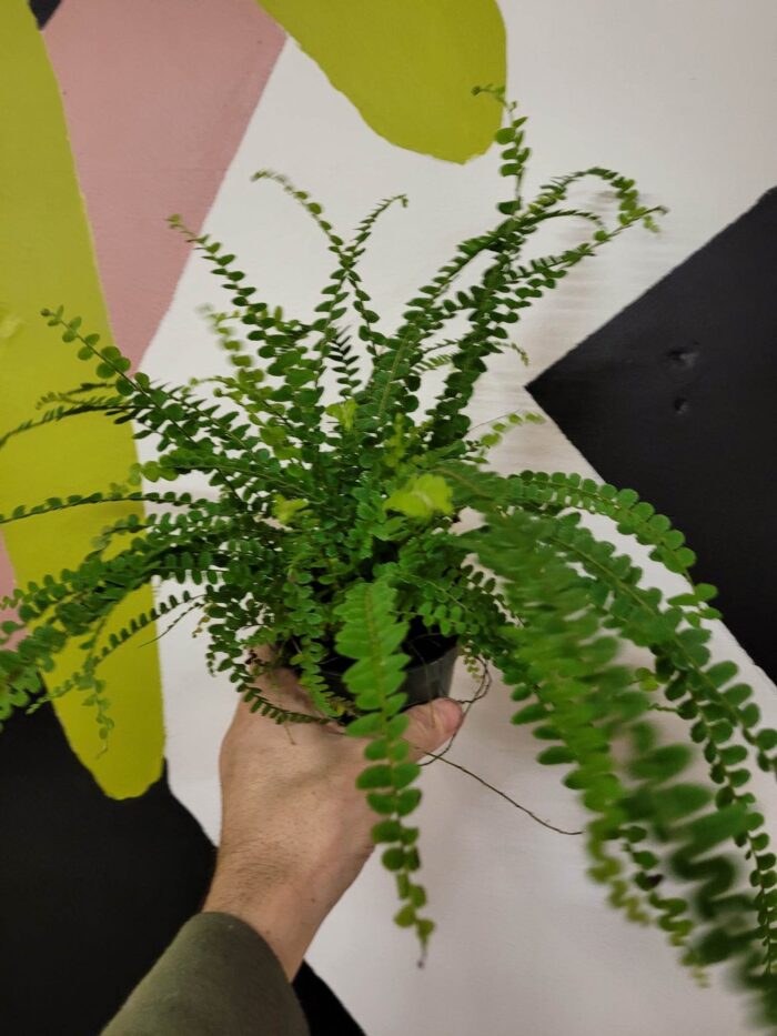 Lemon Button Fern - The Curious Plantaholic