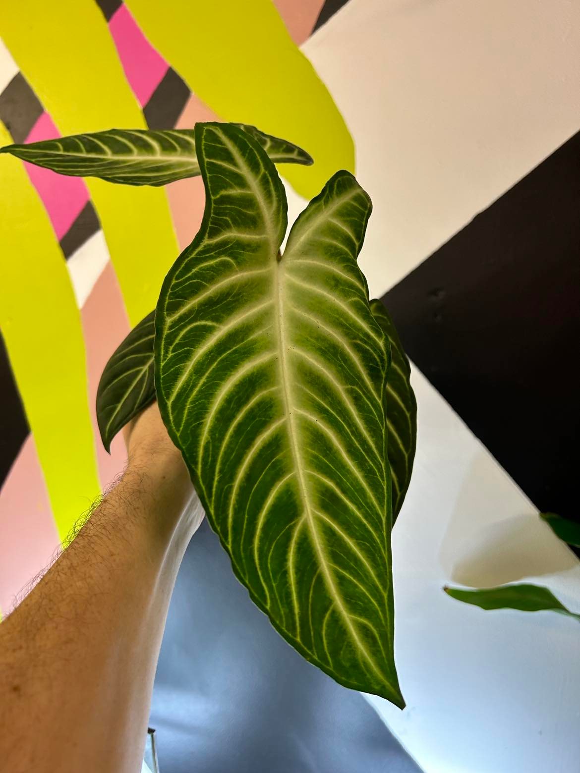 Xanthosoma Lindenii - The Curious Plantaholic