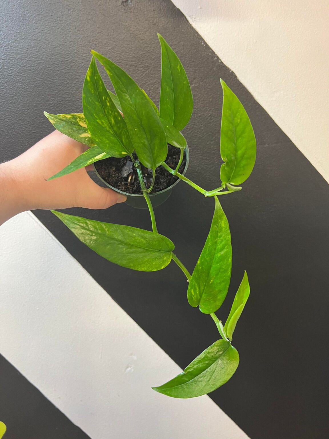 Epipremnum Pinnatum Neon - The Curious Plantaholic