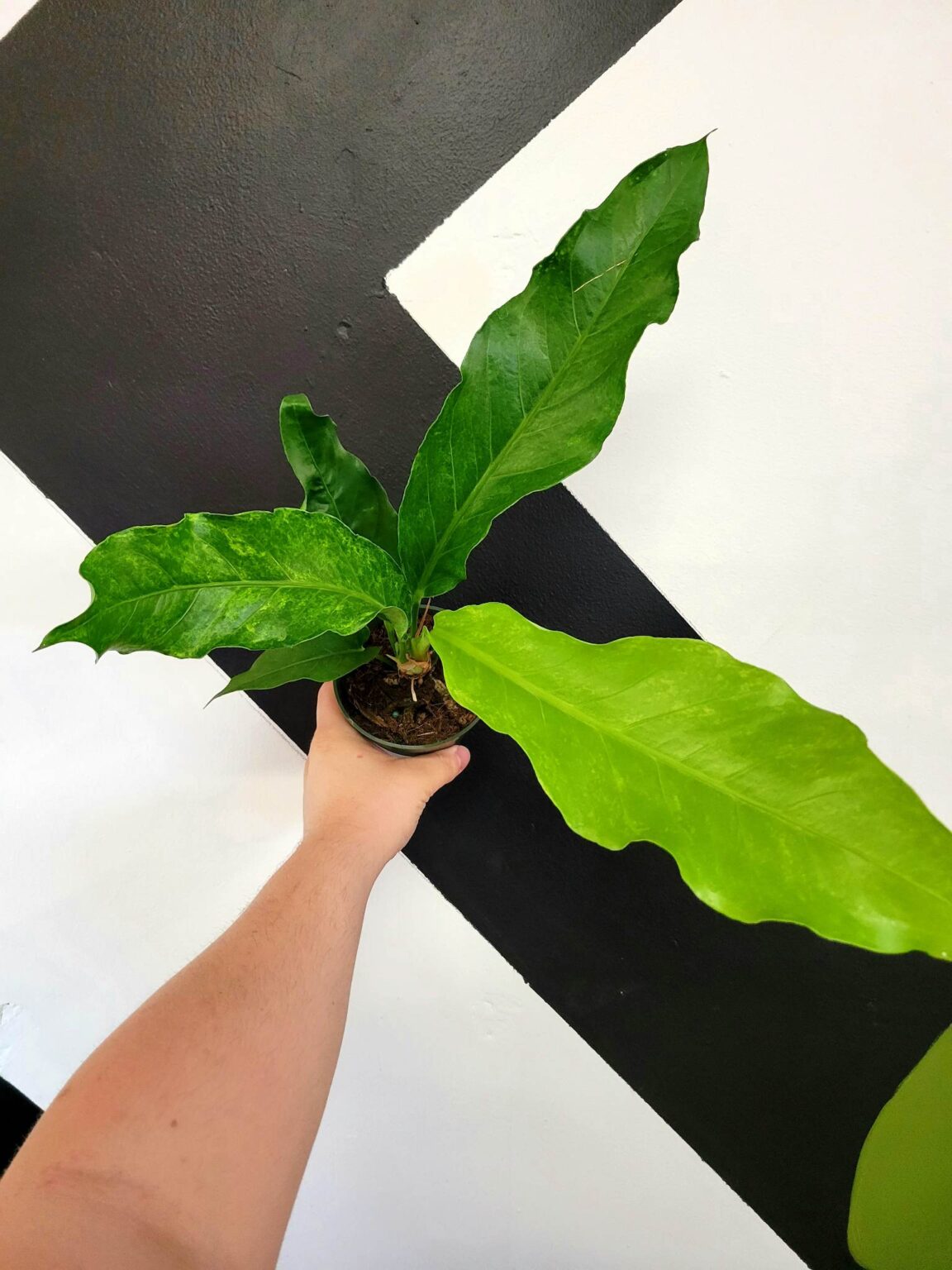 Anthurium Hookeri Variegated - The Curious Plantaholic