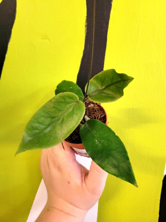 Hoya Inflata - The Curious Plantaholic