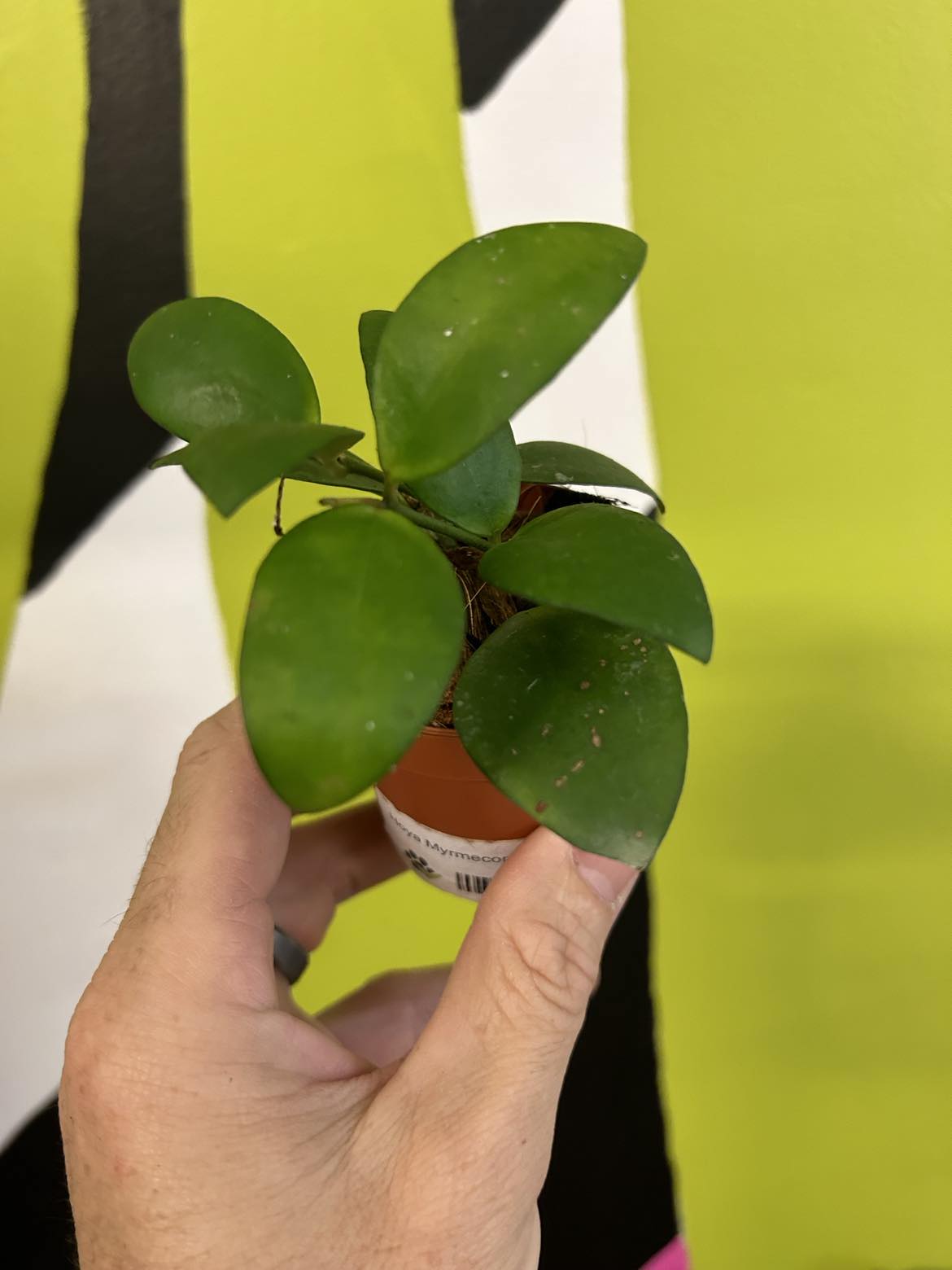 Hoya Myrmecopa - The Curious Plantaholic
