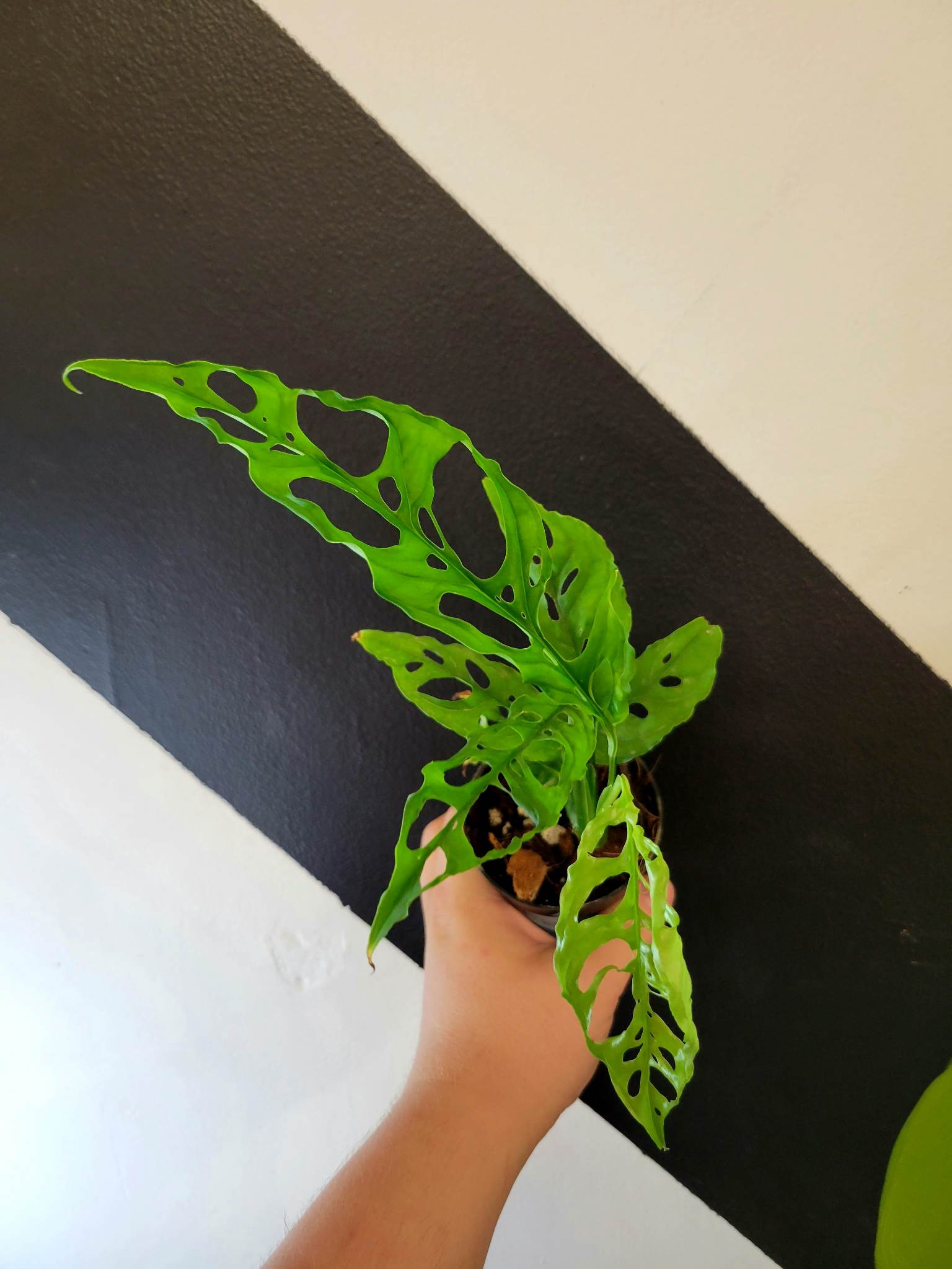 Monstera Obliqua - The Curious Plantaholic