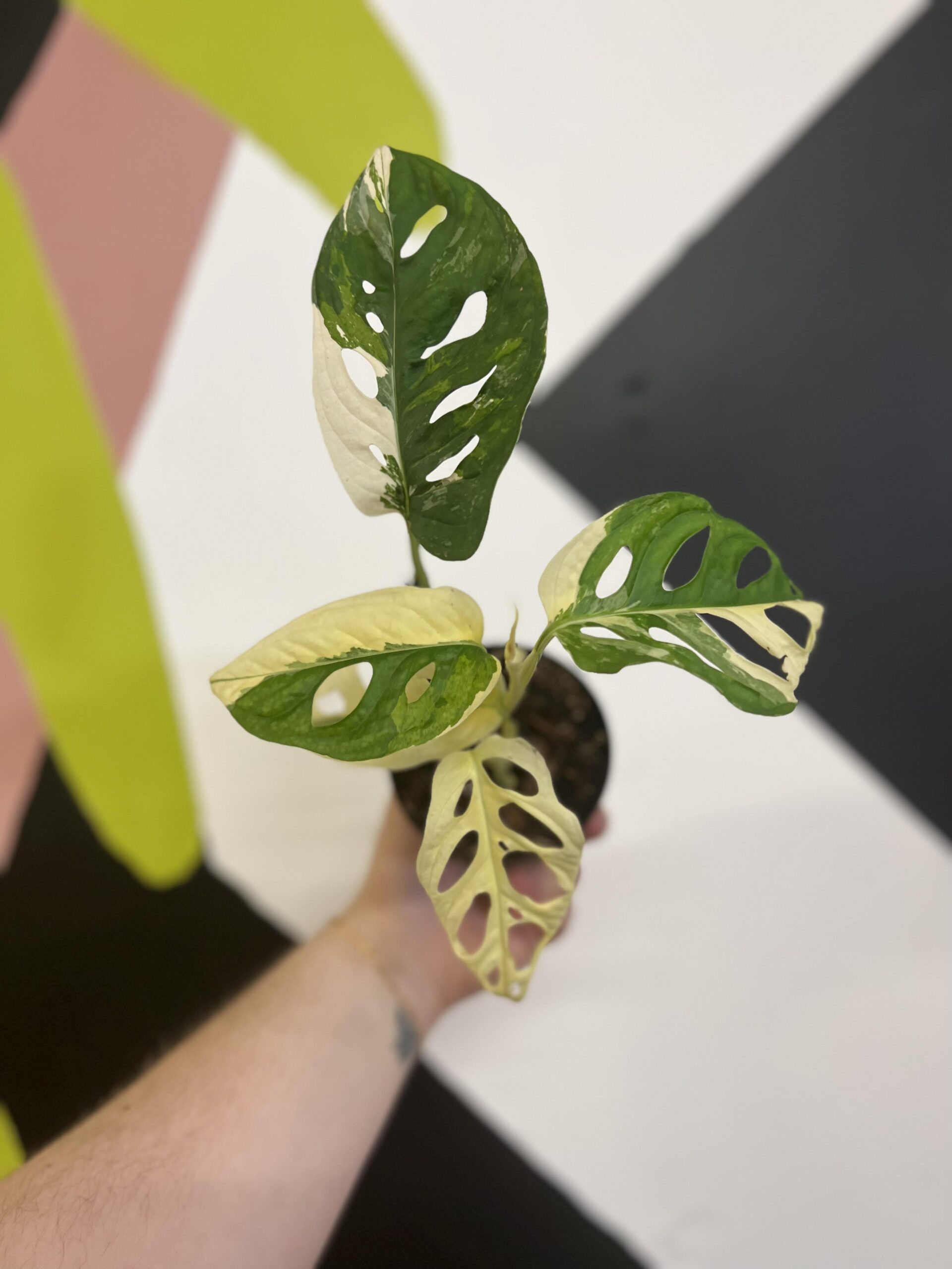 Monstera Adansonii Variegated White - The Curious Plantaholic