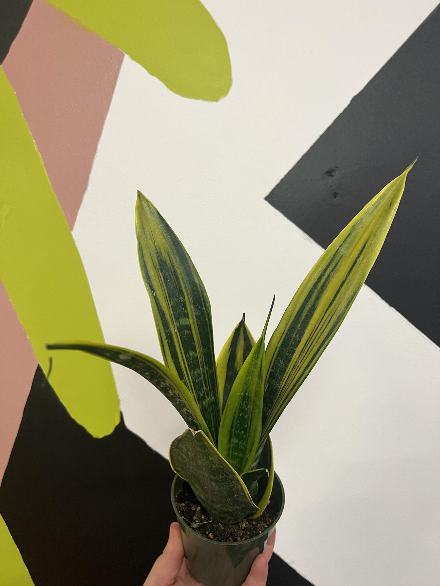 Golden Flame Snake Plant - The Curious Plantaholic