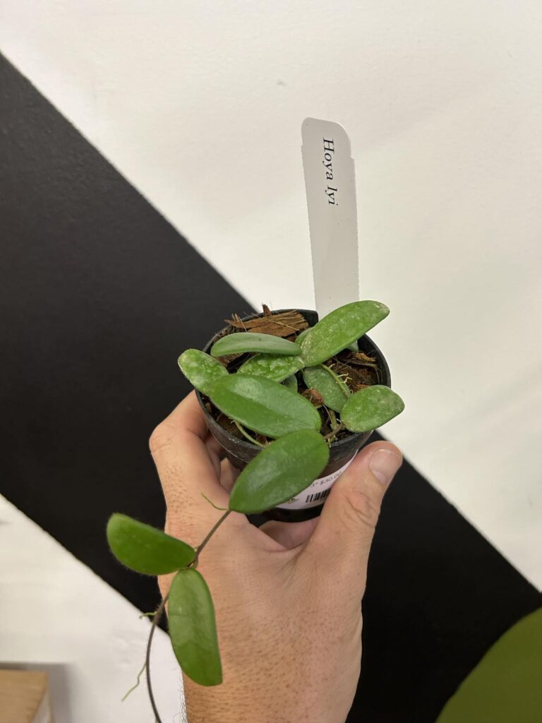 Hoya Lyi - The Curious Plantaholic
