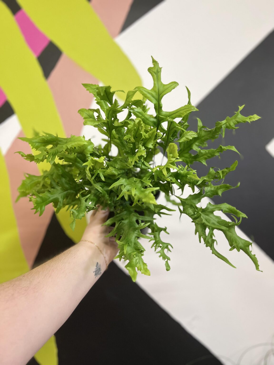 Hawaiian Sunshine Fern - The Curious Plantaholic