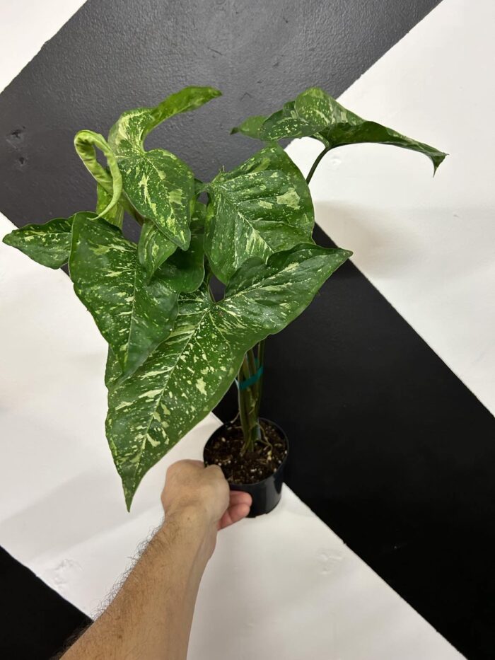 Syngonium Panda Galaxy - The Curious Plantaholic