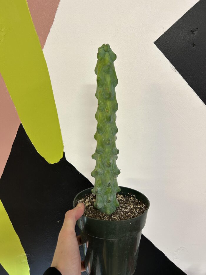 Boobie Cactus - The Curious Plantaholic