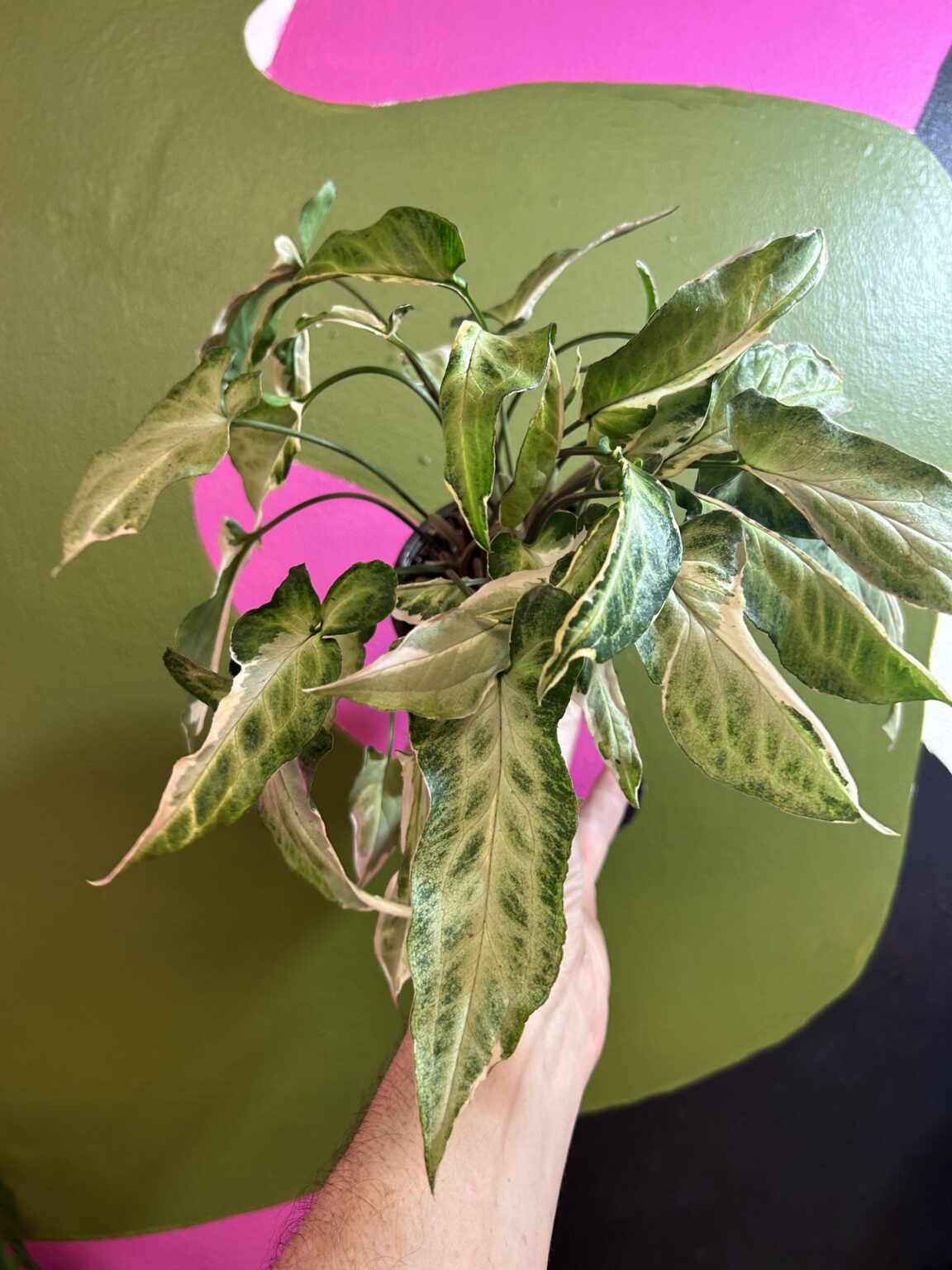 Syngonium Starlite - The Curious Plantaholic