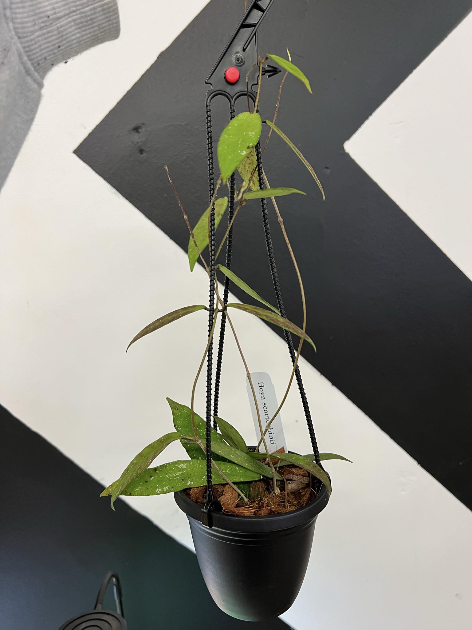 Hoya Scortechinii - The Curious Plantaholic