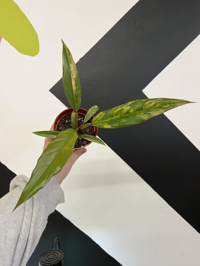 Philodendron Caramel Marble - The Curious Plantaholic