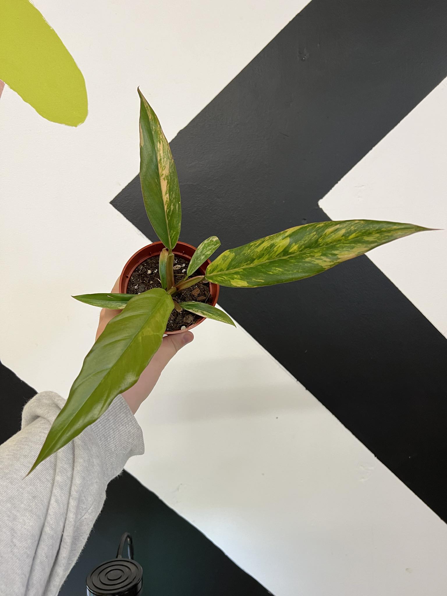 Philodendron Caramel Marble - The Curious Plantaholic