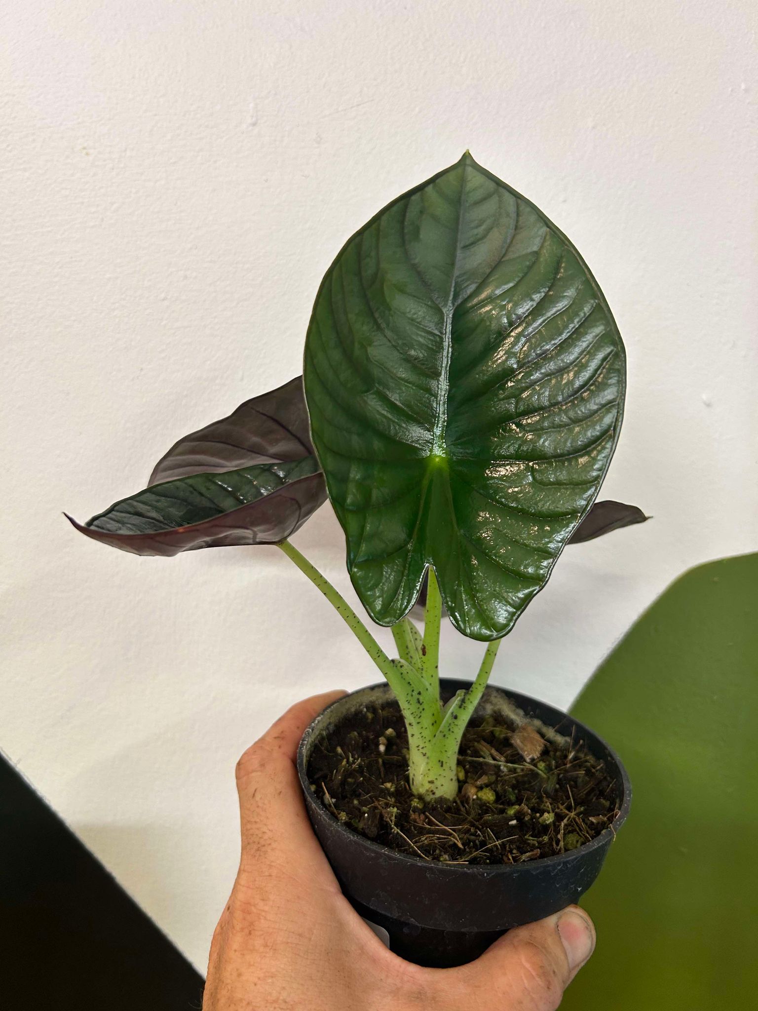 Alocasia Nebula - The Curious Plantaholic